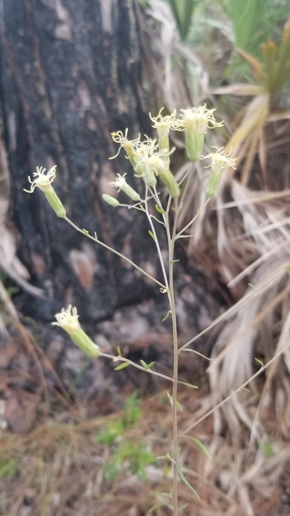 Florida brickell-bush from Larry and Penny Thompson Memorial Park and ...
