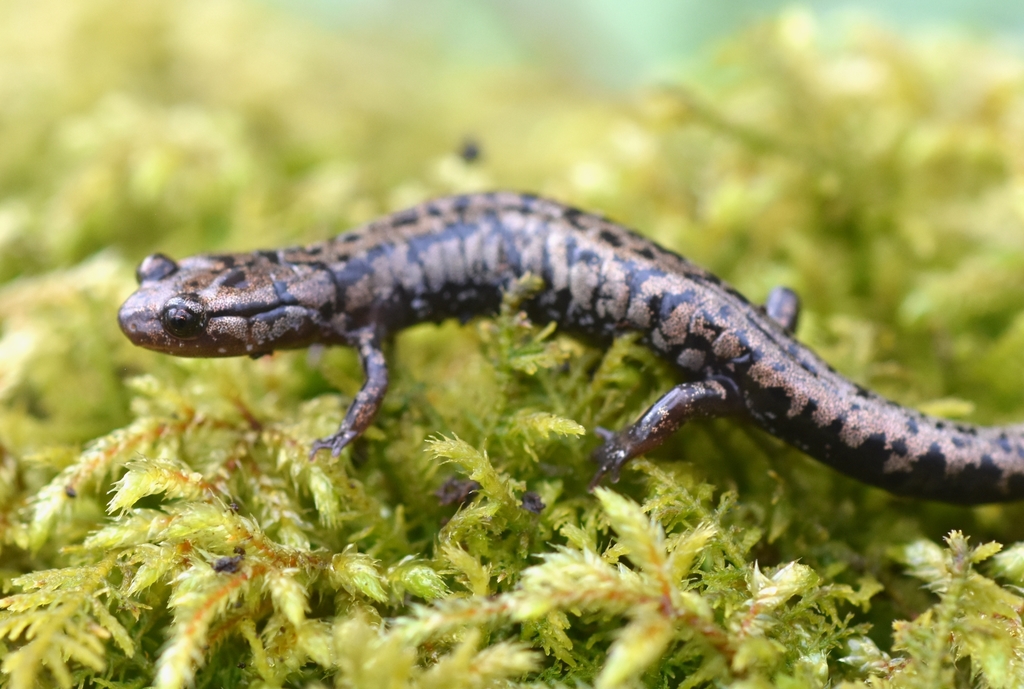Weller's Salamander in May 2022 by Cade · iNaturalist