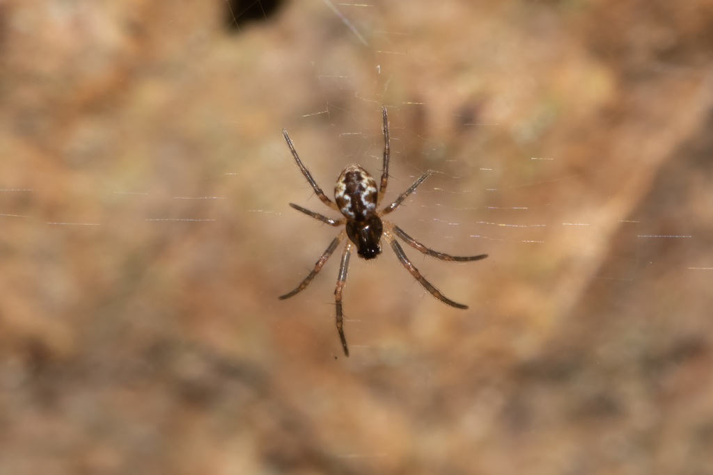 Asian Hermit Spider from Central Water Catchment, Singapore on May 8 ...