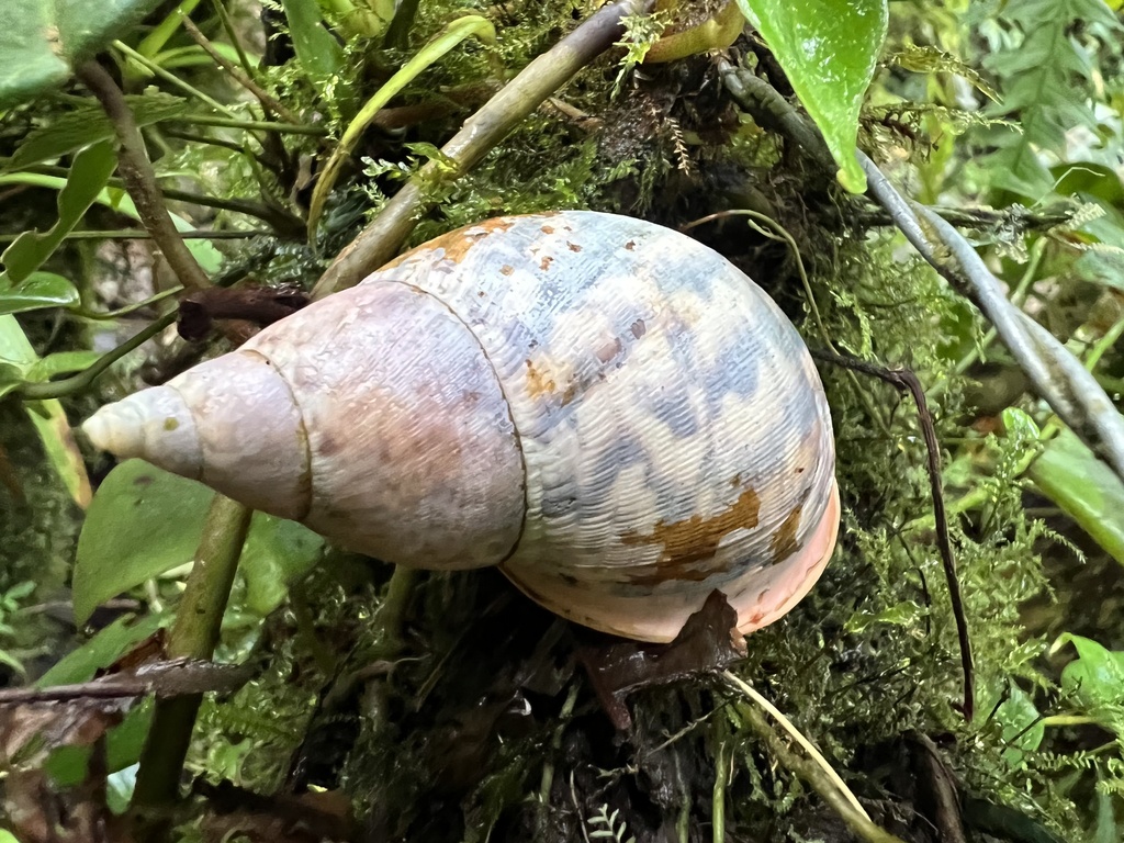 Porphyrobaphe irrorata from Quito, Pichincha, EC on April 22, 2022 at ...