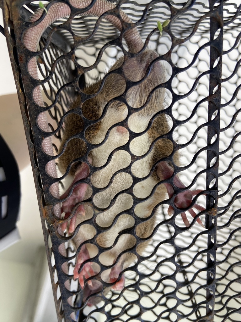 Oldfield White-bellied Rat from 大雪山540林道, 和平區, TW on April 24, 2022 at ...