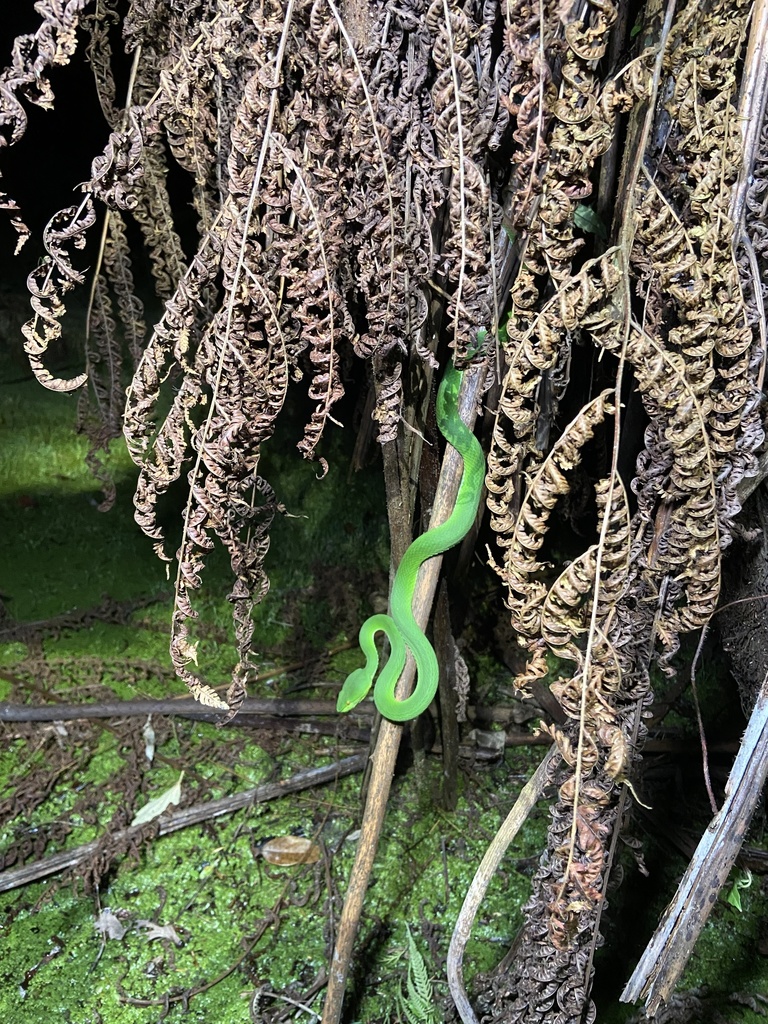 Chinese Green Tree Viper from 和平區, TW on April 23, 2022 at 07:50 PM by ...