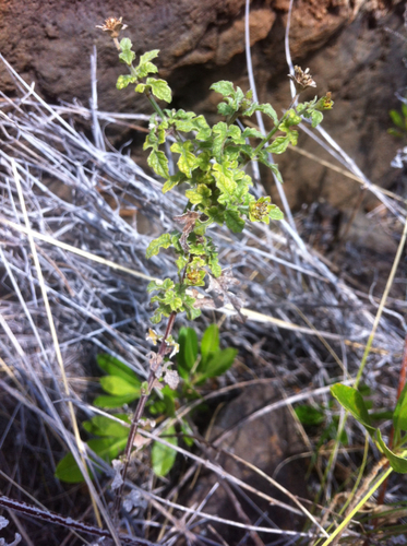 Spreading Nehe (Lipochaeta venosa) · iNaturalist