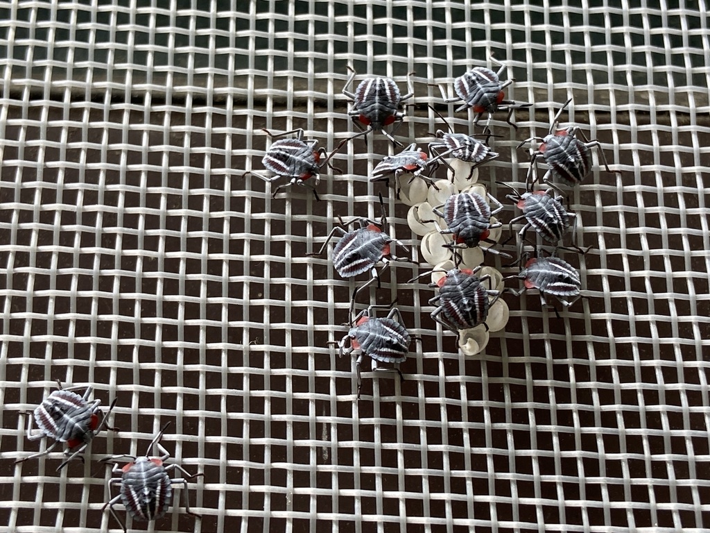 Lychee Stink Bug from Chiayi County, Taiwan, Taiwan on May 6, 2022 at ...