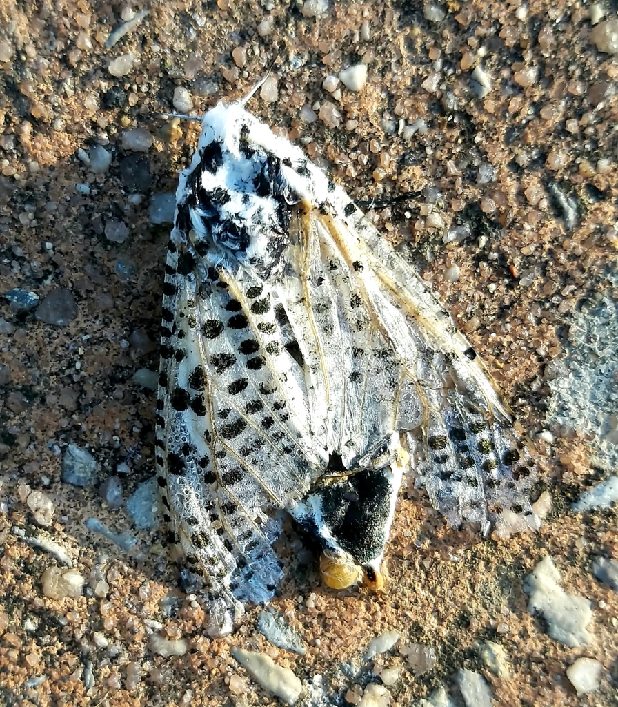 Wood Leopard Moth from 2815-846 Sobreda, Portugal on May 09, 2022 at 07 ...