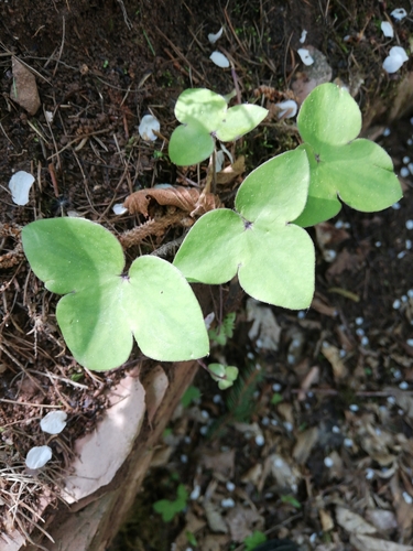 Observaciones de gigar · iNaturalist Mexico