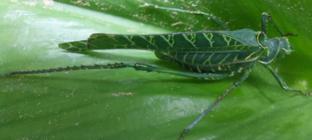 Zebra Acacia Katydid from Bellamont Gardens Bellamont Road Umdloti ...