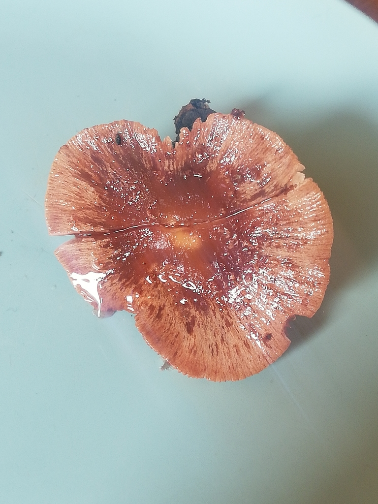 Bolbitius aleuriatus from Bishopdale, Nelson, New Zealand on May 9 ...