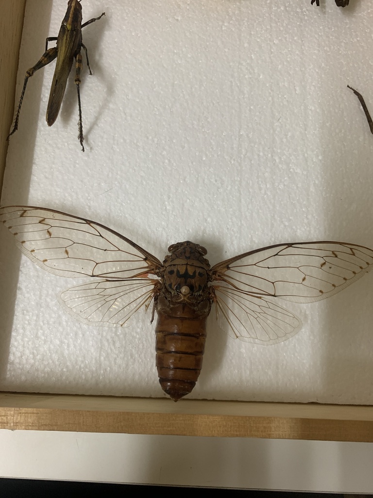Empress Cicada from Lorong Jujur 2, Kuala Lumpur, KL, MY on May 9, 2022 ...