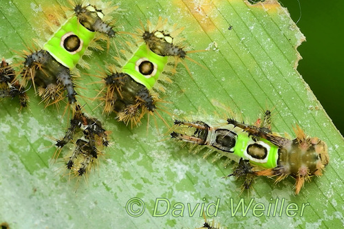 Observations by rainforest · iNaturalist