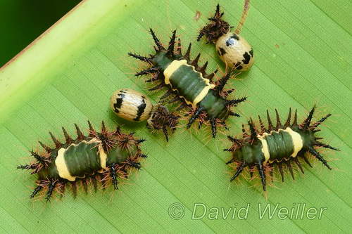 Observations by rainforest · iNaturalist