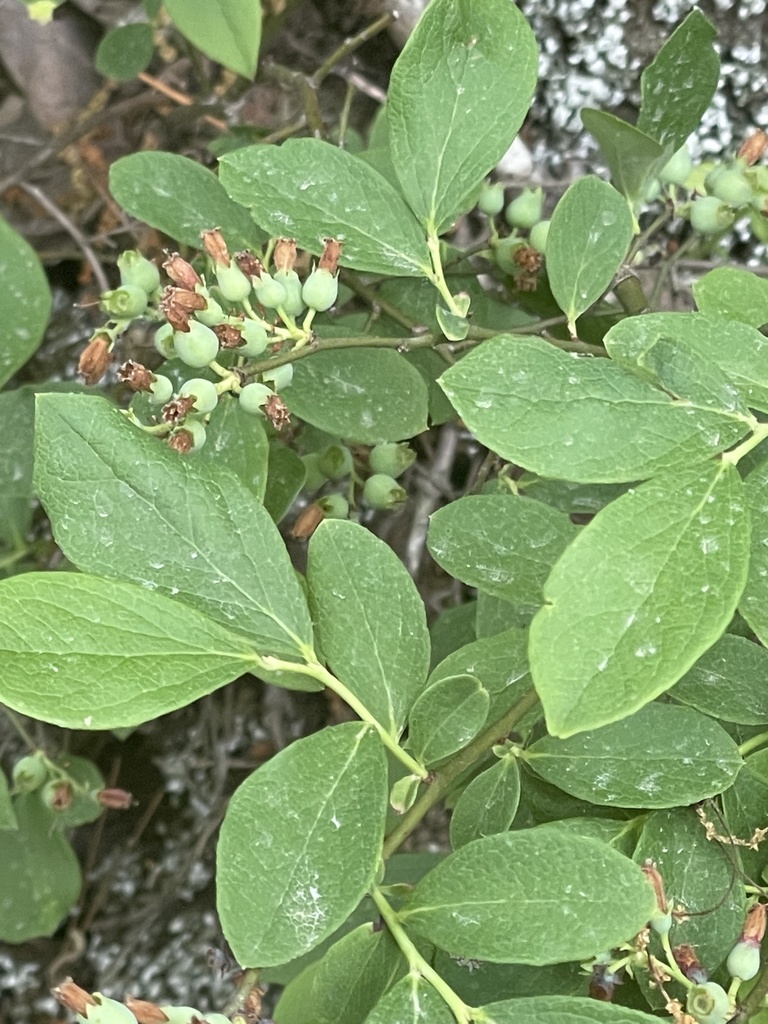 deerberry from Irene Bridge Hwy, Hickory Grove, SC, US on May 07, 2022 ...