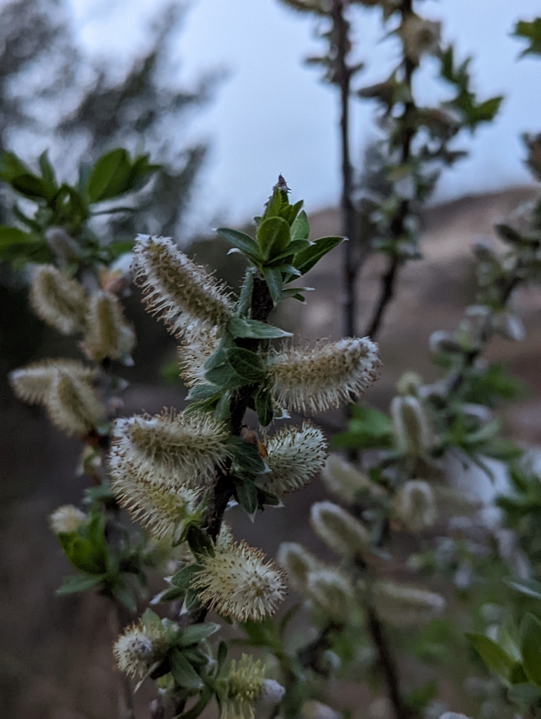 sand dune willow from Ogden Dunes on May 4, 2022 by jhinds · iNaturalist