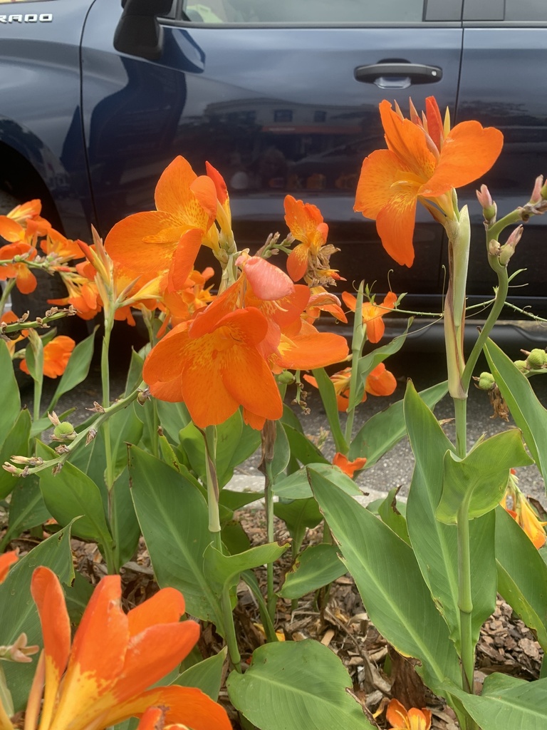 plants from Amelia Island, Fernandina Beach, FL, US on May 09, 2022 at ...