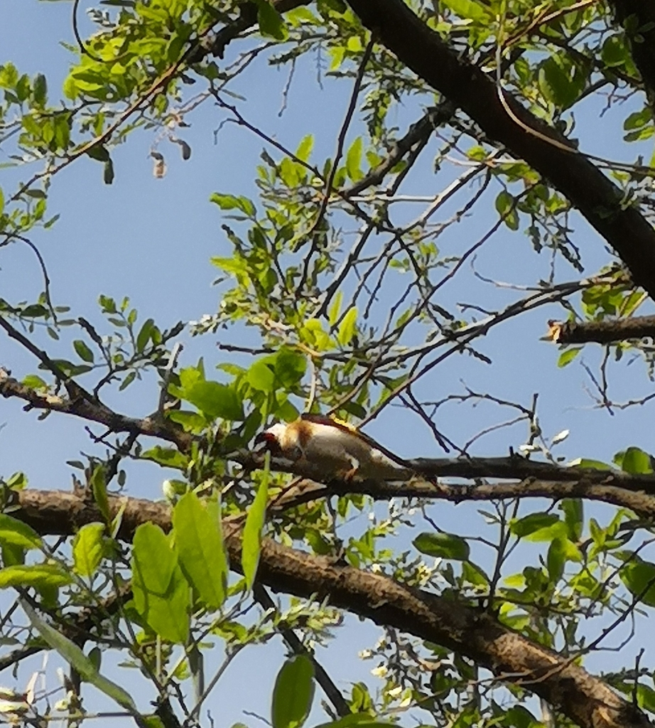 European Goldfinch from Sector 4, Bucharest, Romania on May 9, 2022 at ...