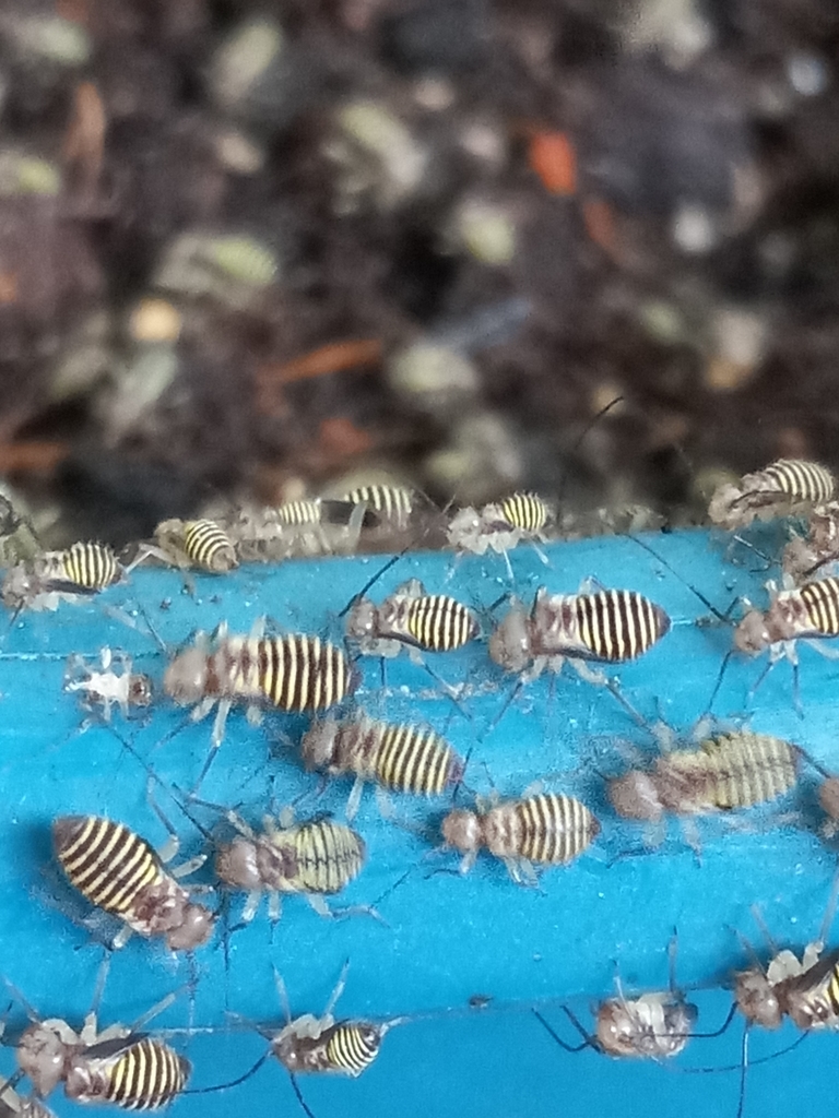 Tree Cattle from 8801 Emmett F Lowry Expressway on May 09, 2022 at 12: ...