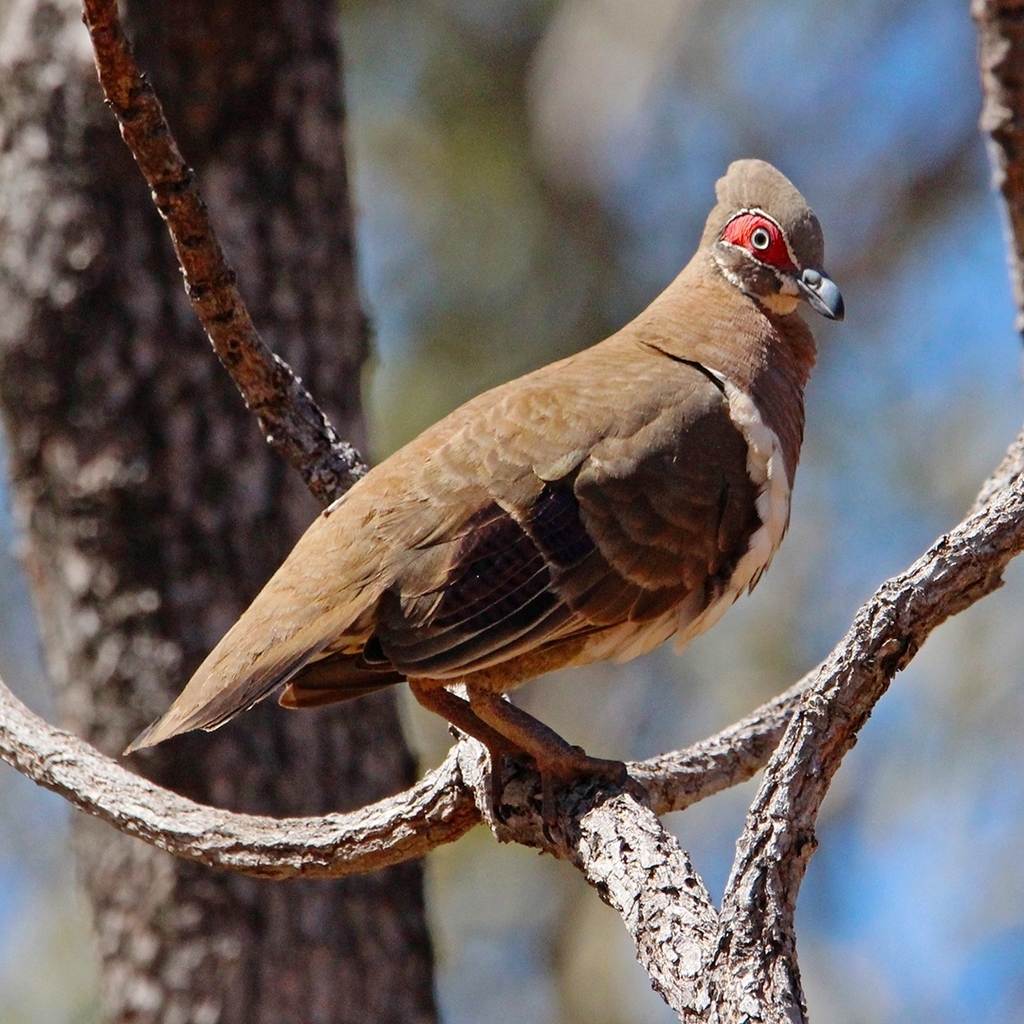 Partridge Pigeon in June 2018 by surfap. Field Notes - 3 pigeons in ...
