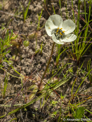 Drosera atrostyla · iNaturalist United Kingdom
