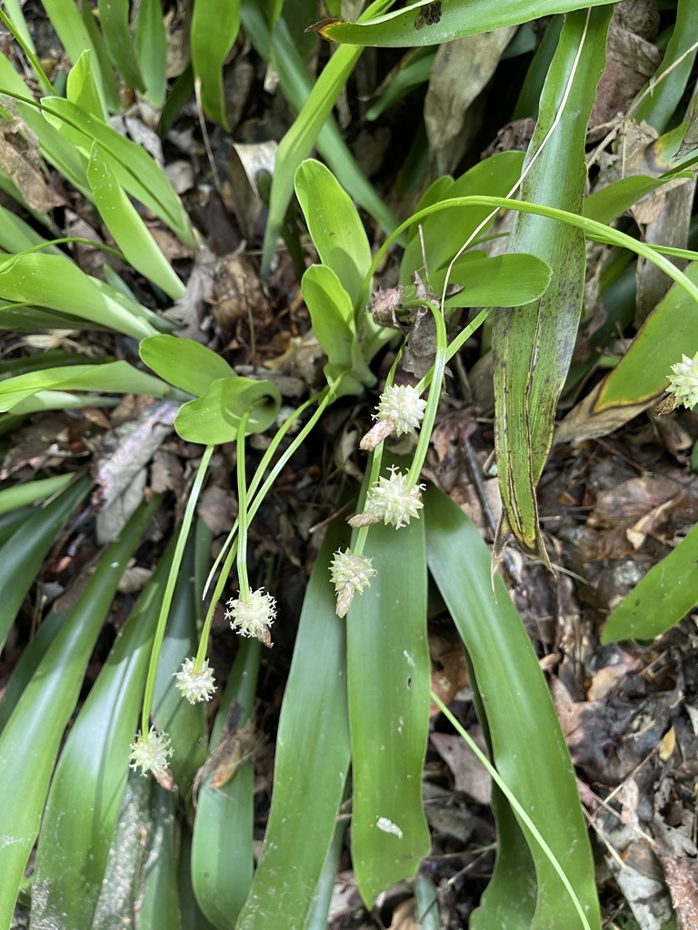 Fraser's Sedge from Great Smoky Mountains National Park, Gatlinburg, TN ...