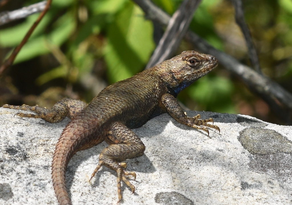 Eastern Fence Lizard from Russell County, VA, USA on May 9, 2022 at 03: ...