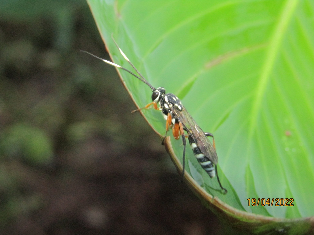 Lemon Tree Borer Parasitoid Wasp from Federal NSW 2480, Australia on ...