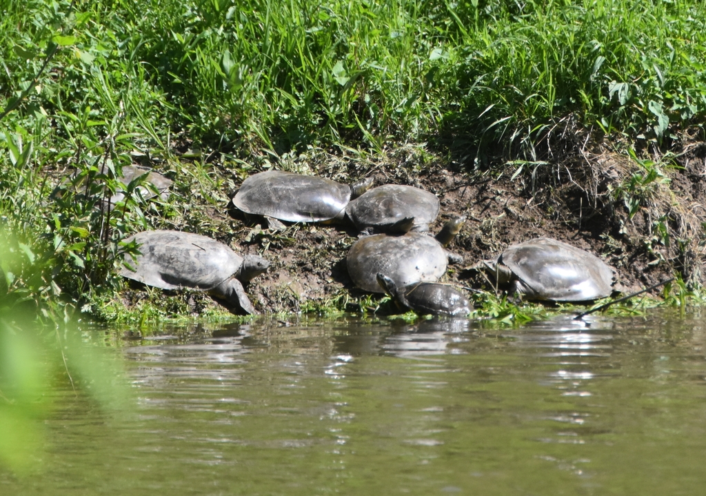 Eastern Spiny Softshell in May 2022 by Cade · iNaturalist