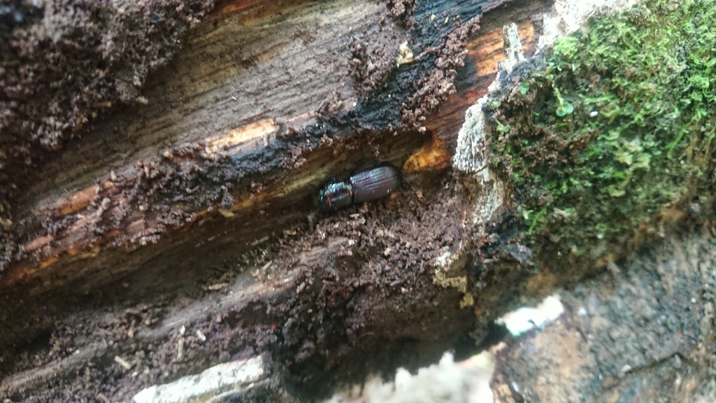Bess Beetles from Tabonuco, Sabana Grande 00637, Puerto Rico on May 04 ...