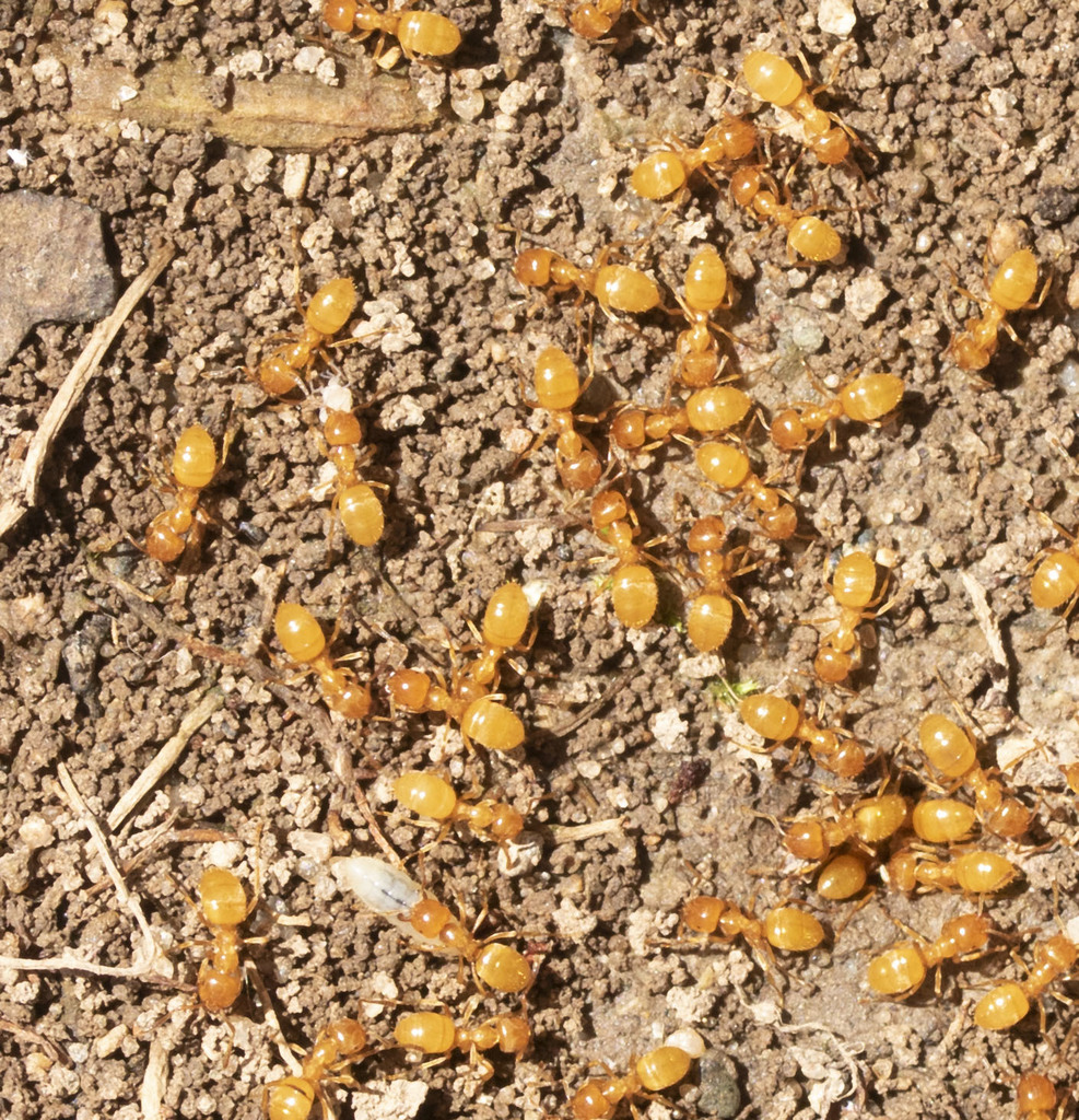 Citronella Ants from Portage, MI, USA on May 09, 2022 at 01:18 PM by ...