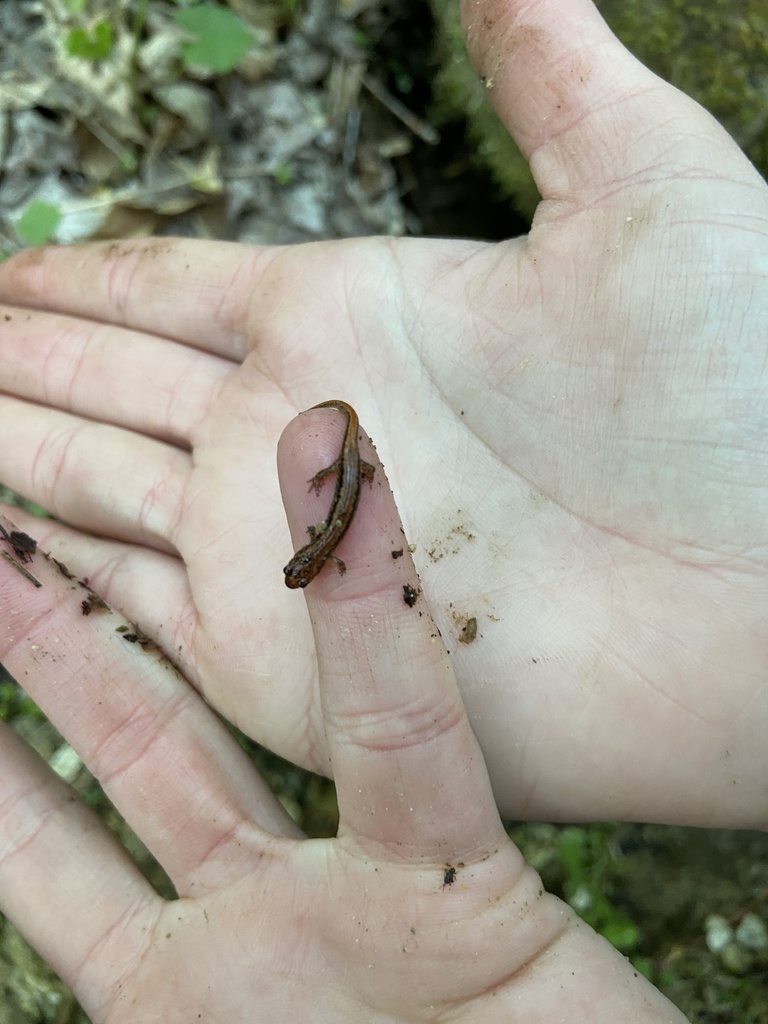 Blue Ridge Dusky Salamander in May 2022 by gabby robertson · iNaturalist