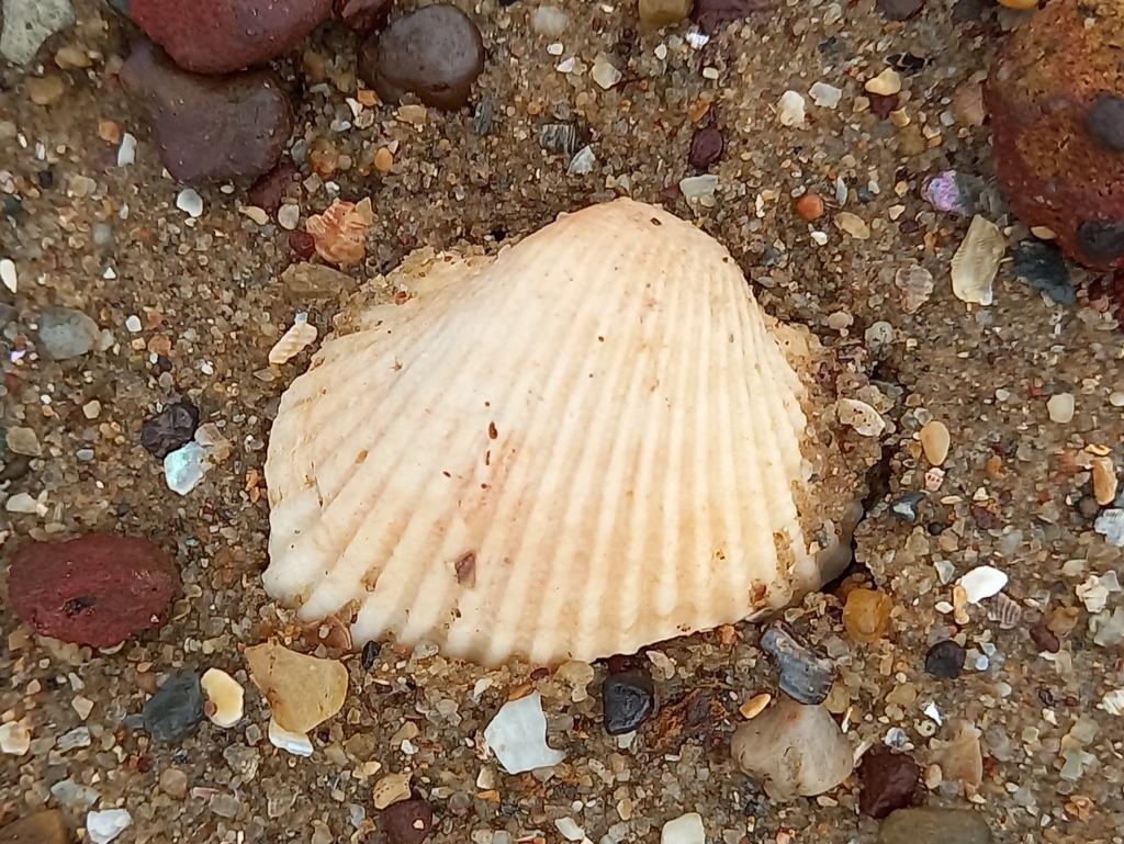 Sydney Cockle from Australia on May 10, 2022 at 07:54 AM by ...