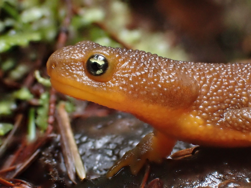 Rough-skinned Newt from Grays Harbor, Washington, United States on May ...