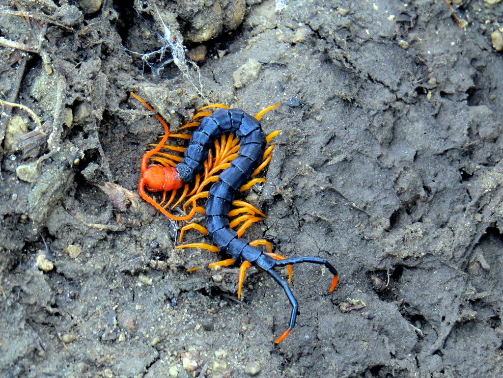 Giant Desert Centipede from Ozark County, MO, USA on June 12, 2018 by ...