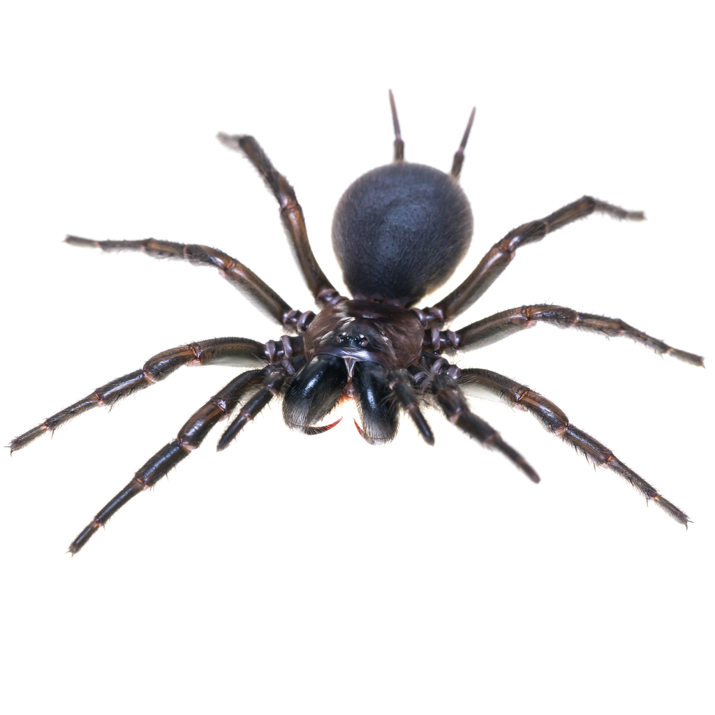 Black Tunnelweb Spider from Selwyn District, Canterbury, New Zealand on ...
