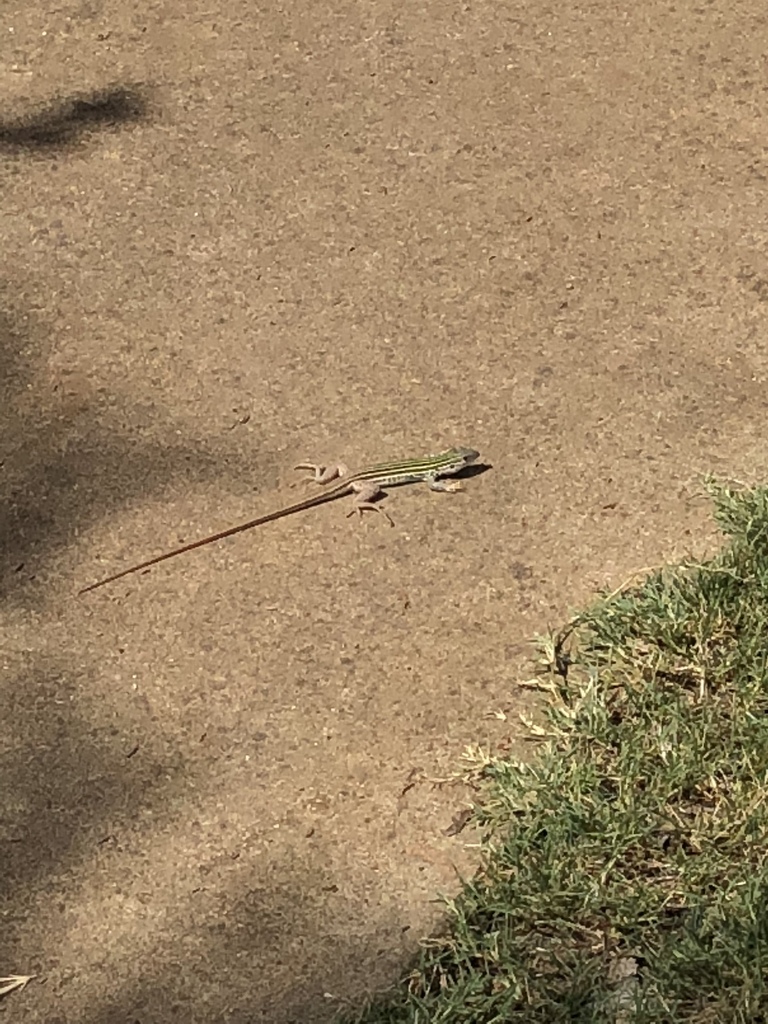 Common Spotted Whiptail from 1232 County Road 411B, Glen Rose, TX, US ...