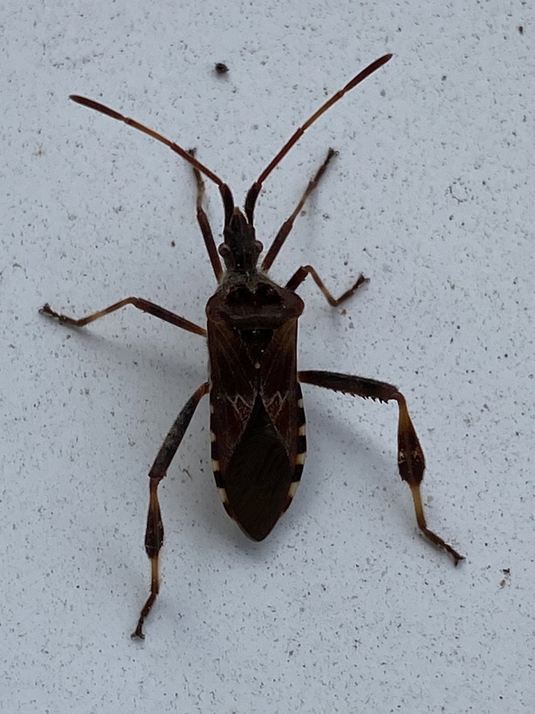 Western Conifer Seed Bug in May 2022 by elkemi · iNaturalist