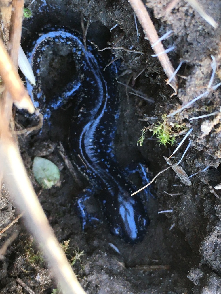 Blue-spotted Salamander in May 2022 by Matthew Palarchio · iNaturalist