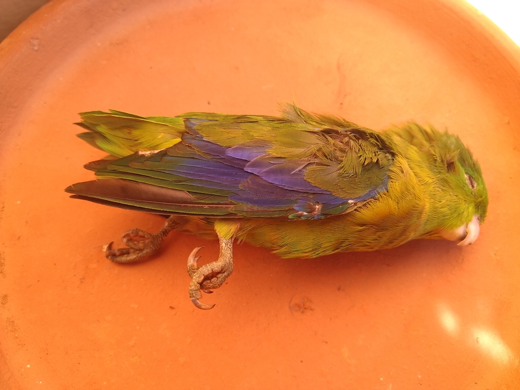 Cobalt-rumped Parrotlet in May 2022 by Danilo Boscolo · iNaturalist