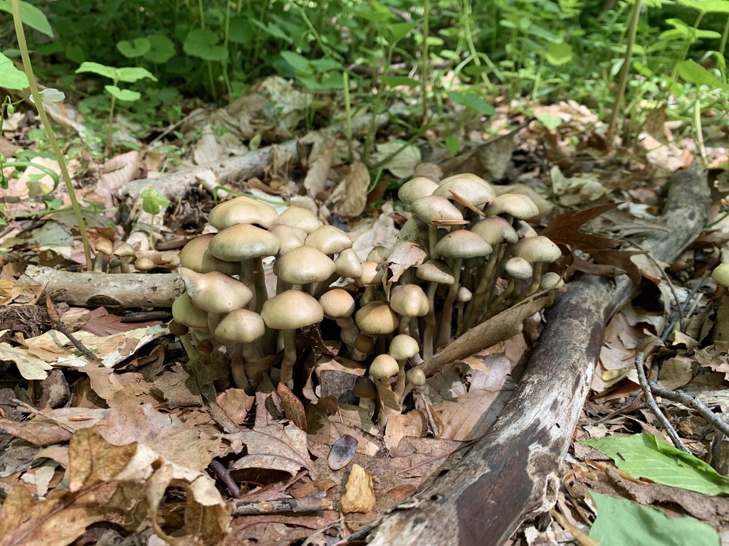 Psychedelic Ovoid Mushroom from Lancaster Pike, Hockessin, DE, US on ...