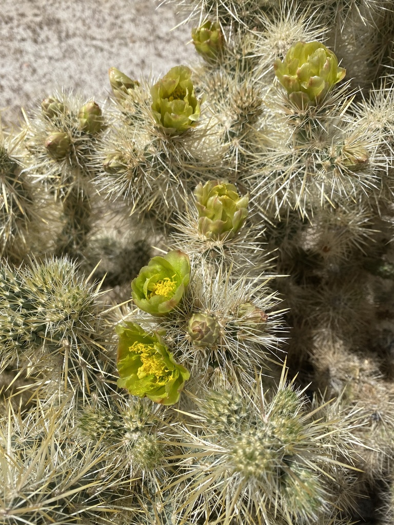 Silver Cholla from Boron, CA, US on April 25, 2022 at 01:44 PM by Katy ...