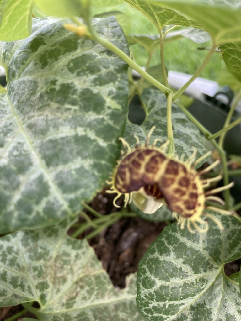 White Veined Pipevine from Carlisle Dr, Lake Dallas, TX, US on May 9 ...