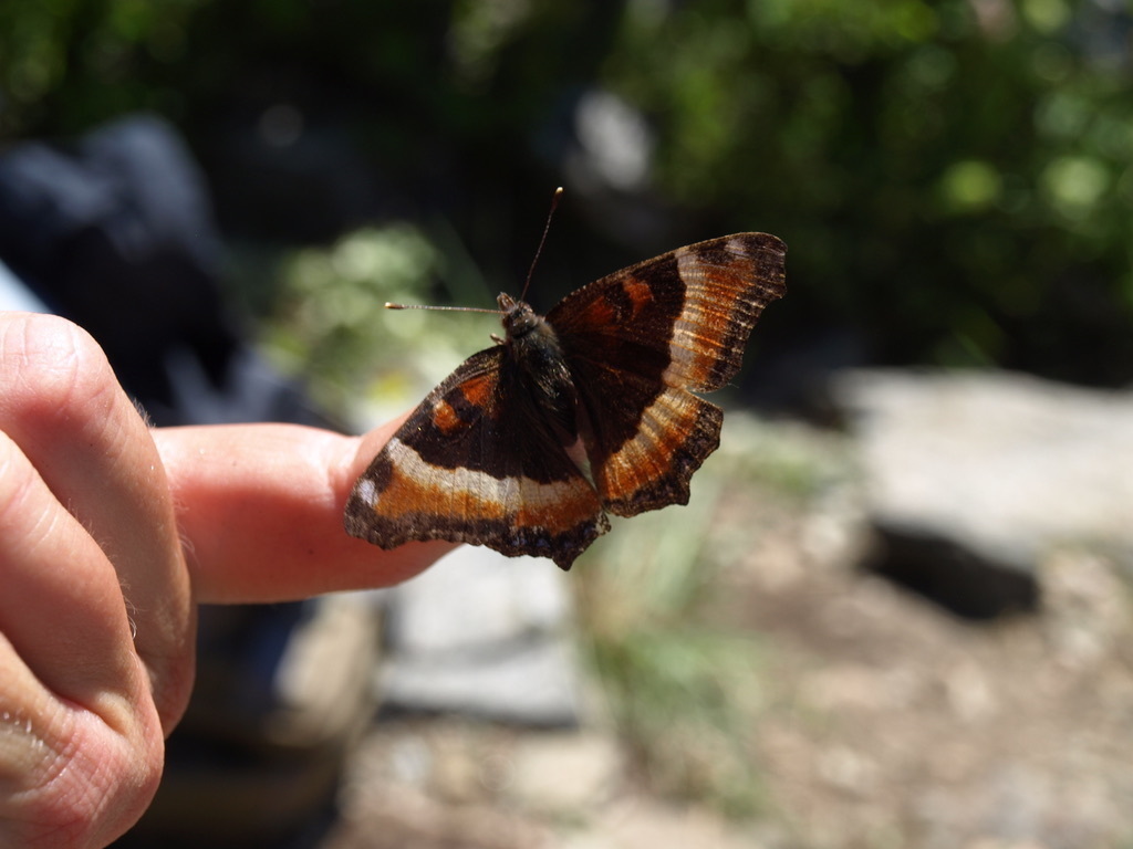 Milbert's Tortoiseshell (Fossil Butte National Monument Butterfly Guide ...
