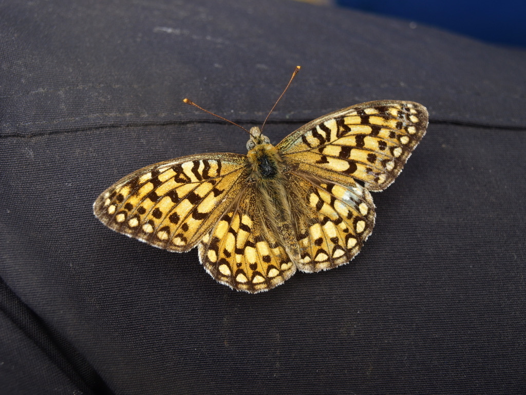 Callippe Fritillary (Fossil Butte National Monument Butterfly Guide 🦋 ...