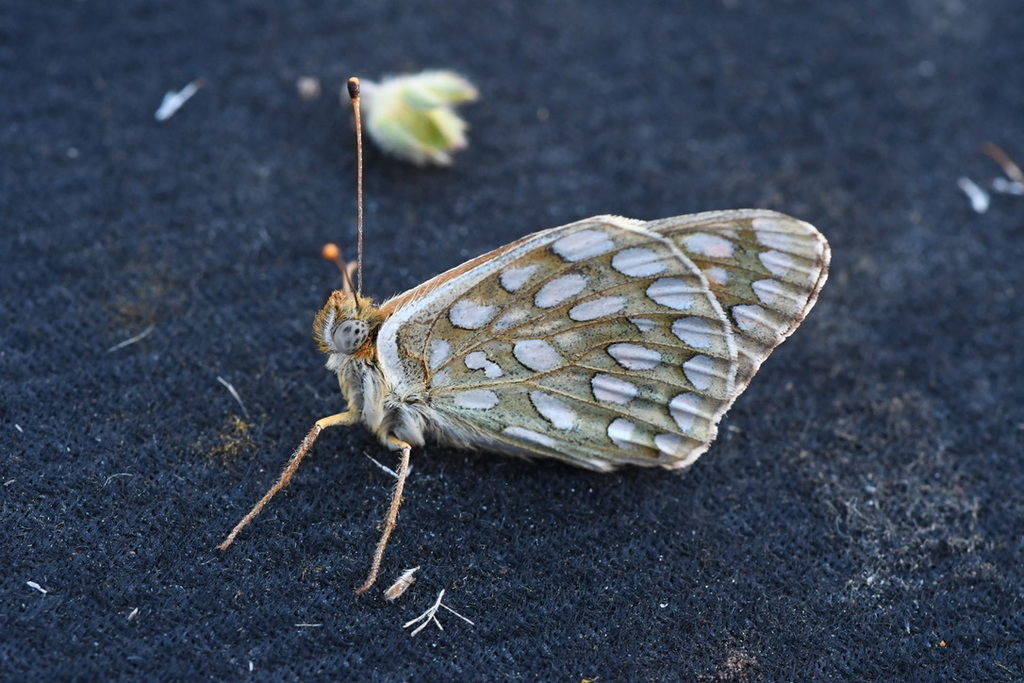 Callippe Fritillary (Fossil Butte National Monument Butterfly Guide 🦋 ...