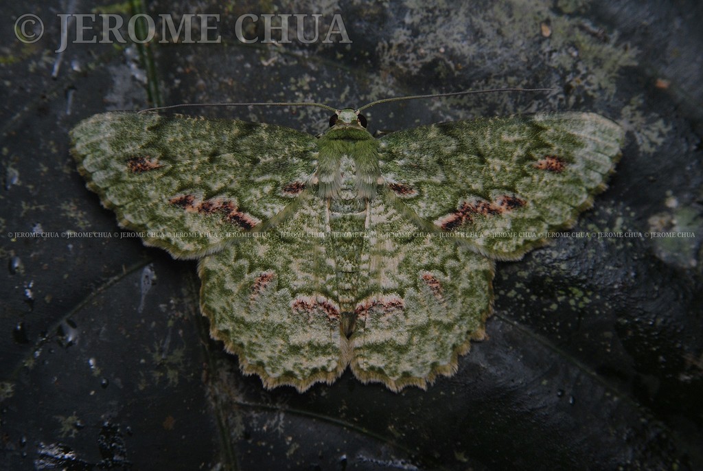 Herochroma clariscripta from Bukit Panjang, Singapore on January 15 ...
