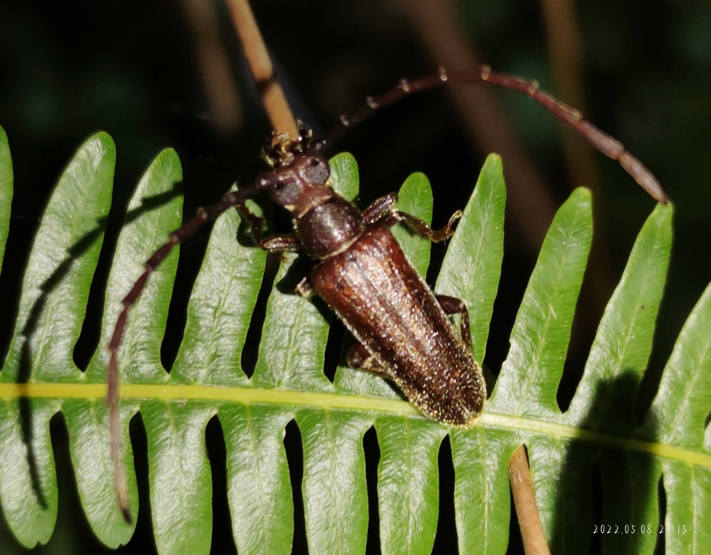 Philus antennatus in May 2022 by 九天. 桔狭胸天牛。 · iNaturalist