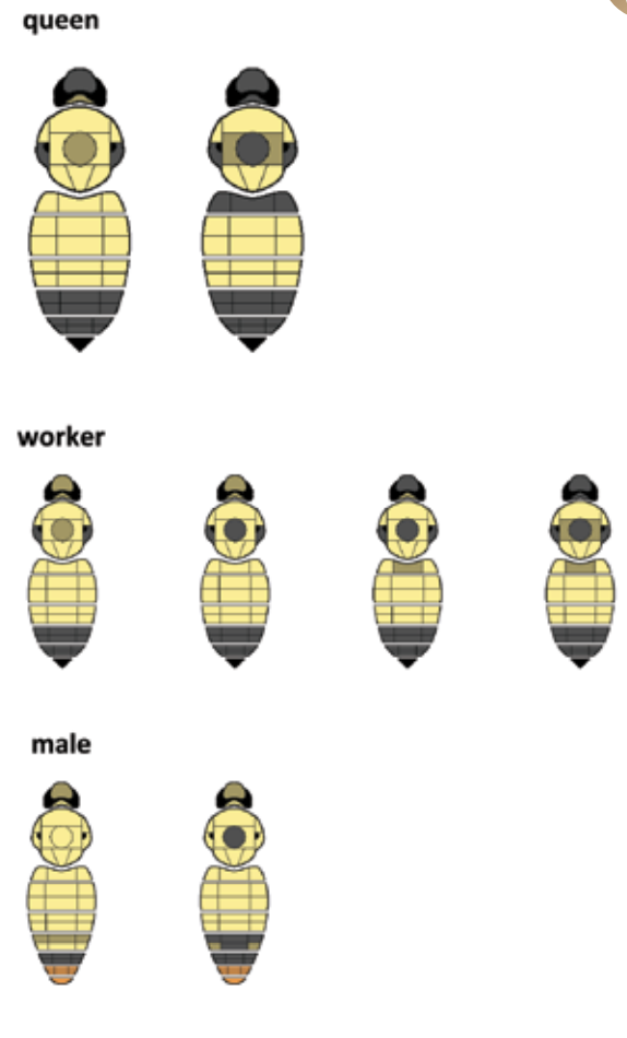 Nevada Bumble Bee (Mount Rainier National Park Pollinator Guide 🐝 🦋 ...