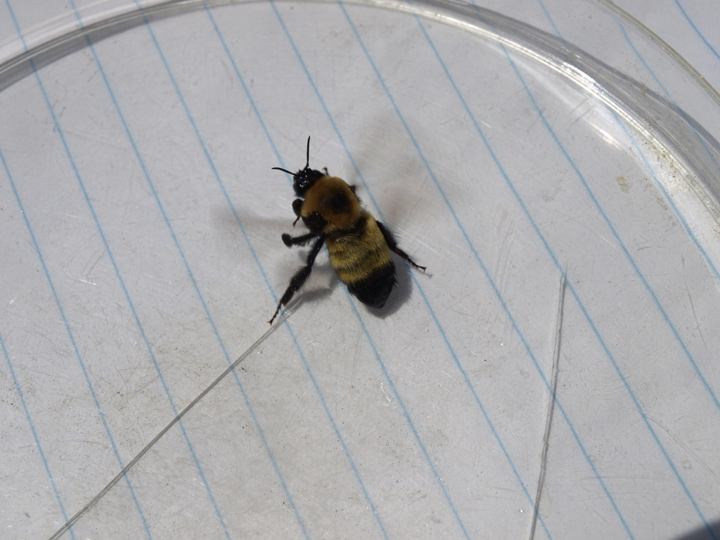 Nevada Bumble Bee (Mount Rainier National Park Pollinator Guide 🐝 🦋 ...