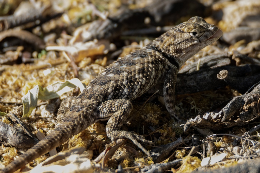 Desert Spiny Lizard from Sweetwater Wetlands Park, Tucson, AZ, US on ...