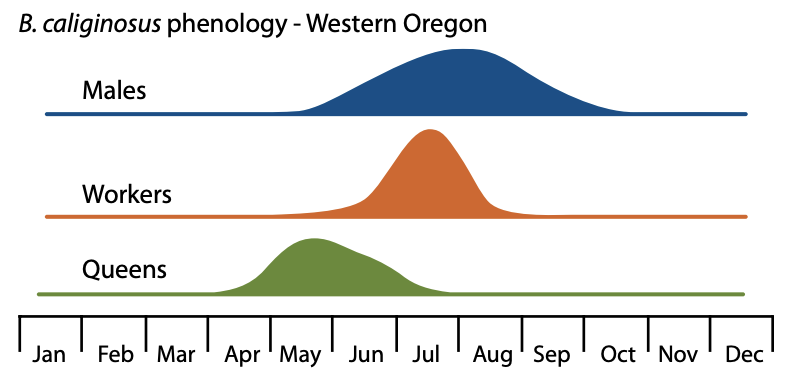 Fog-belt Bumble Bee (Mount Rainier National Park Pollinators ID Guide 🐝 ...