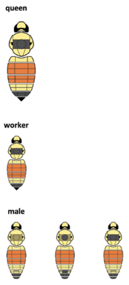 Hunt's Bumble Bee (Mount Rainier National Park Pollinator Guide 🐝 🦋 ...